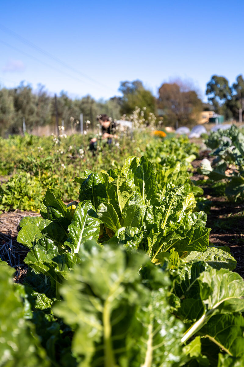 Grow Cook Share Food Hub - Bendigo Foodshare